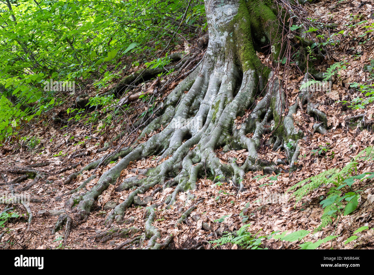 Roots of a large tree among the dry foliage in the forest. Big tree ...
