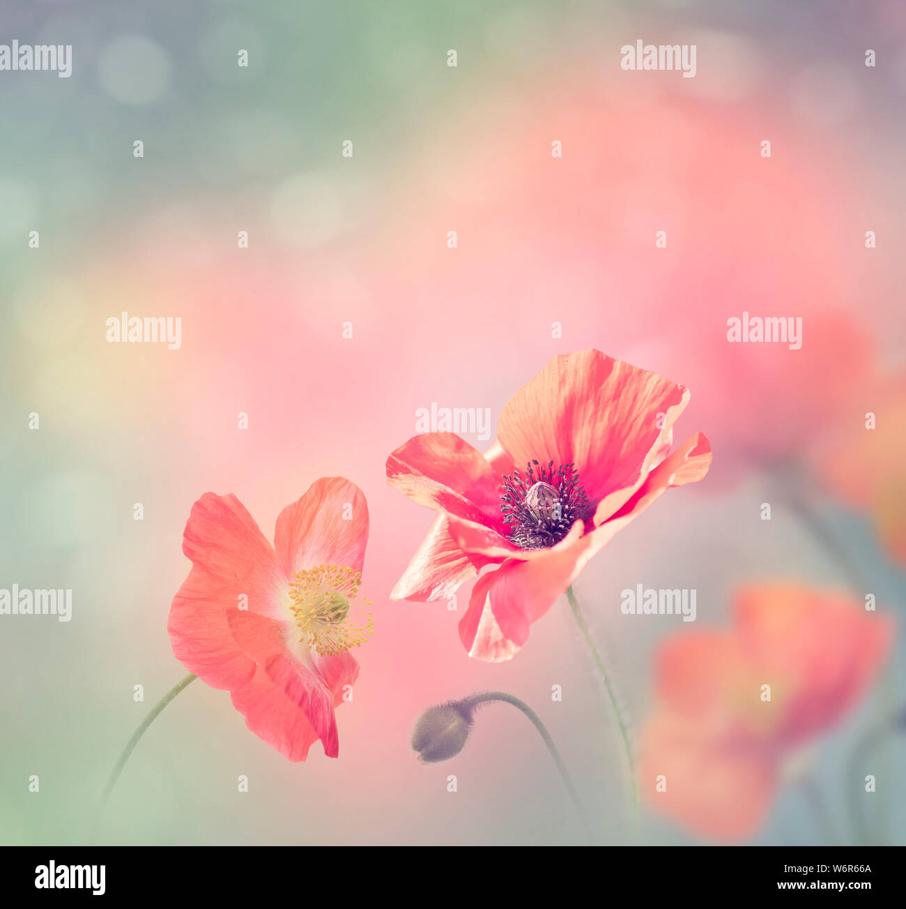 Beautiful poppy flowers hi-res stock photography and images - Alamy