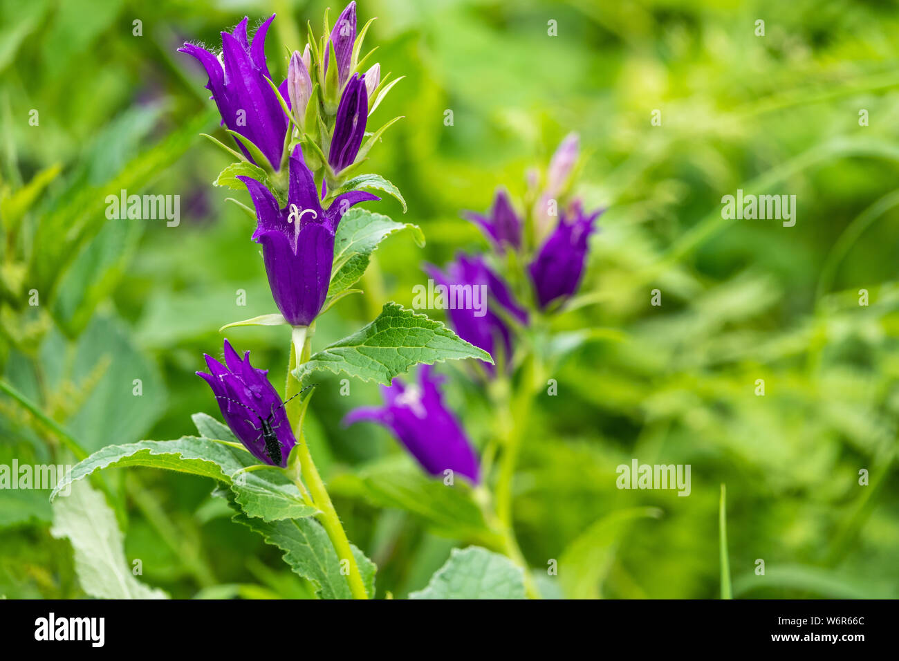 Campanula persicifolia, the peach-leaved bellflower,is a flowering ...
