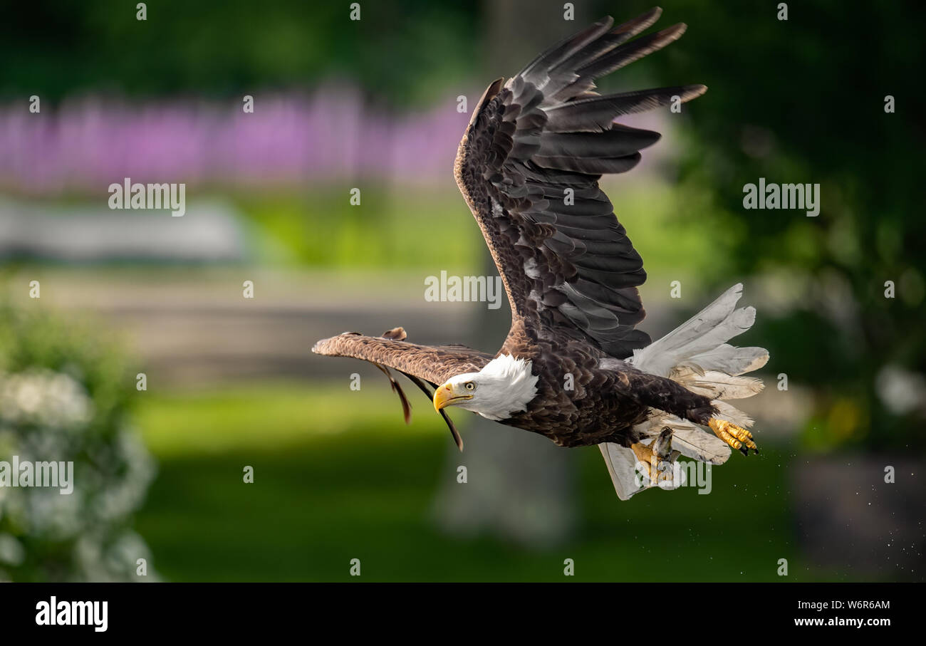 Bald Eagle in Canada Stock Photo - Alamy