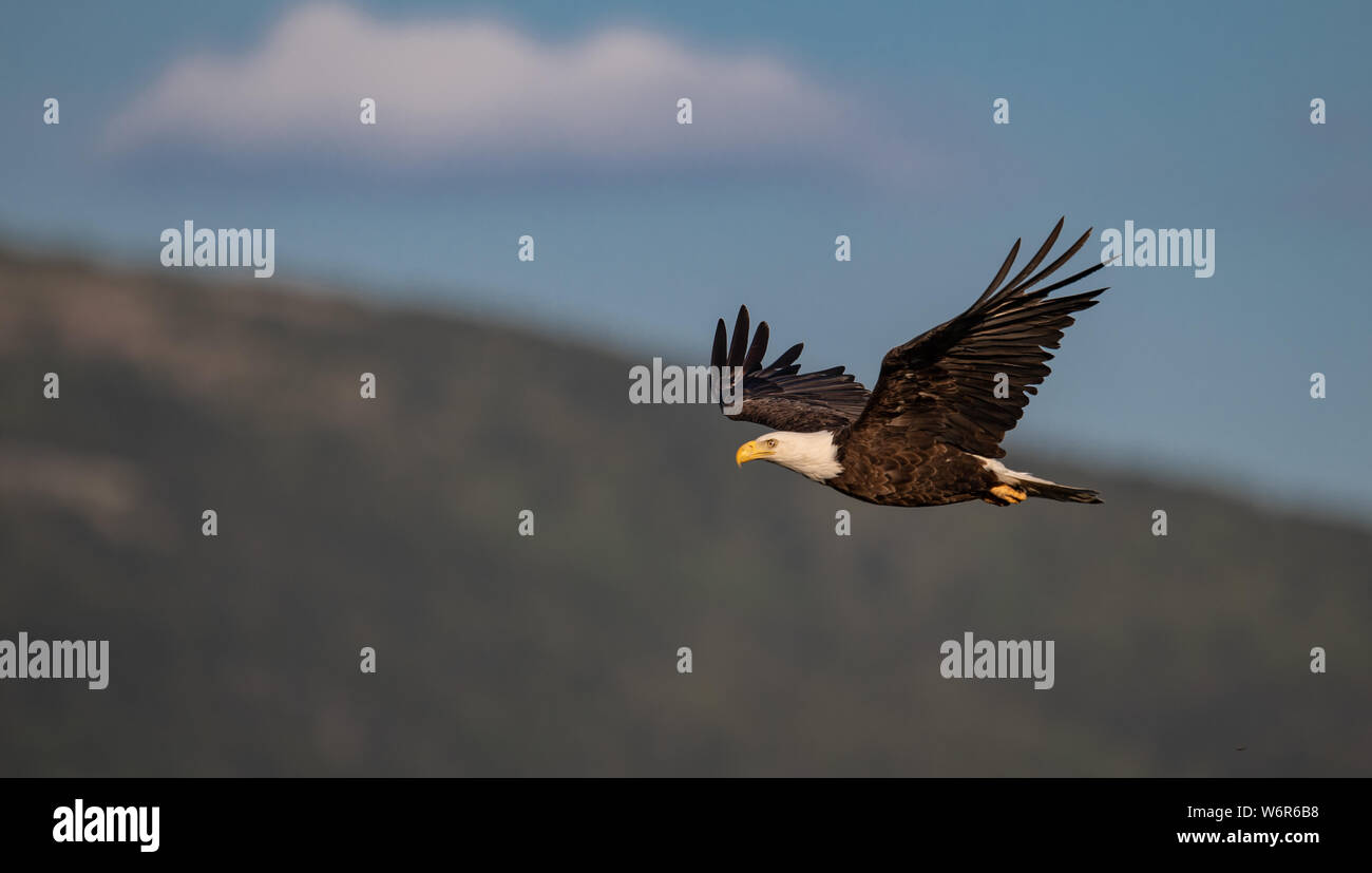 Bald Eagle in Canada Stock Photo - Alamy