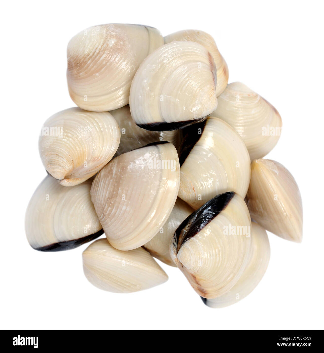 a group of live clam isolated on white Stock Photo - Alamy
