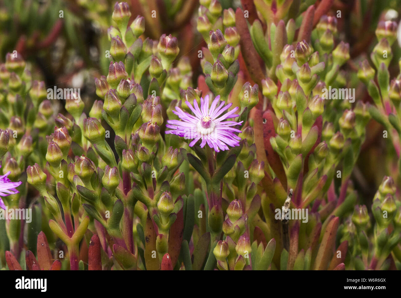 Invasive Ground Cover Plant High Resolution Stock Photography and ...
