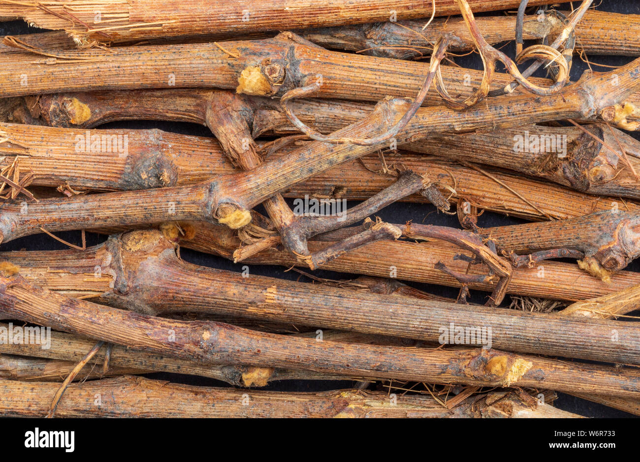 Vine shoot texture (collection of vegetable and natural fibers ...