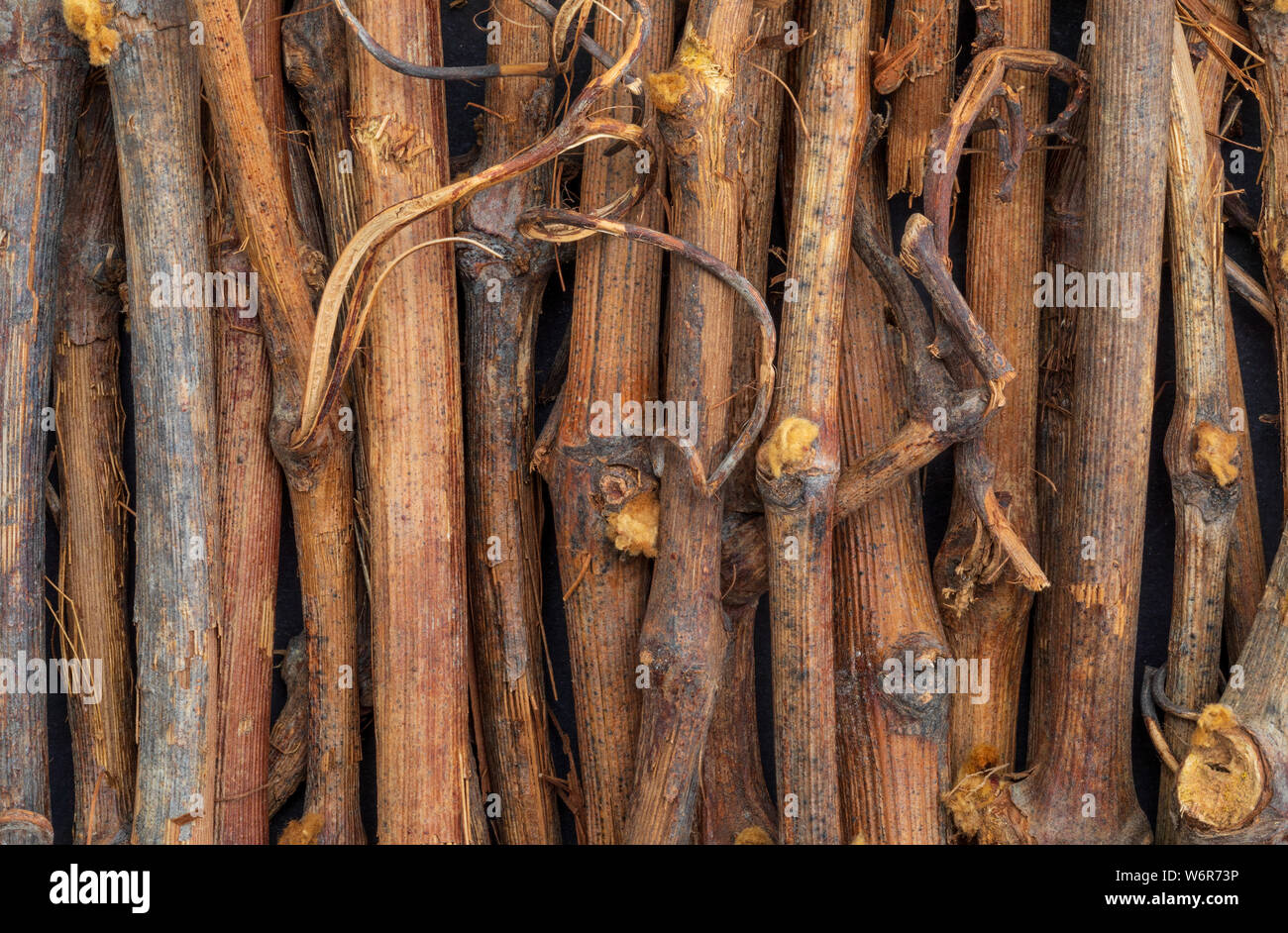 Vine shoot texture (collection of vegetable and natural fibers ...