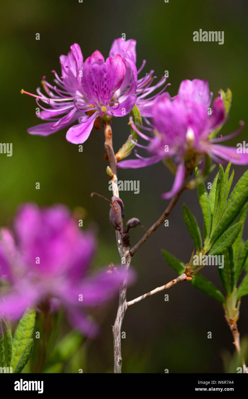Rhodora (Rhododendron canadense) on Ochre Hill, Terra Nova National ...