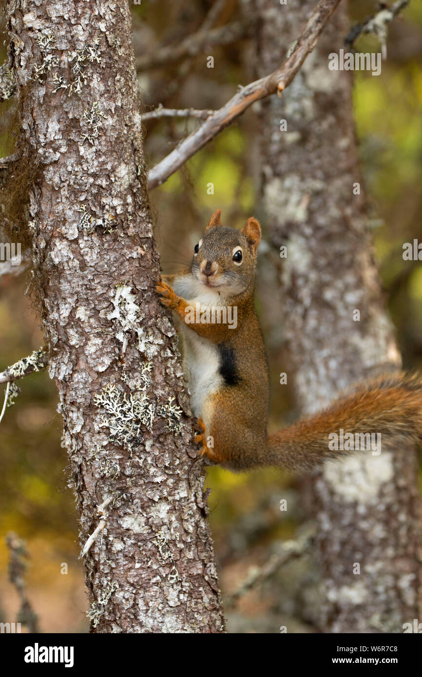 American red squirrel (Tamiasciurus hudsonicus), Terra Nova National ...
