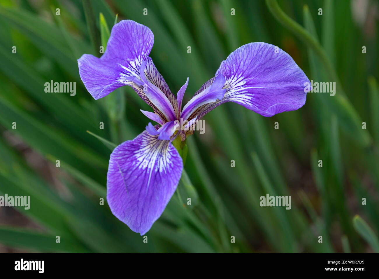 National flower of newfoundland hi-res stock photography and images - Alamy