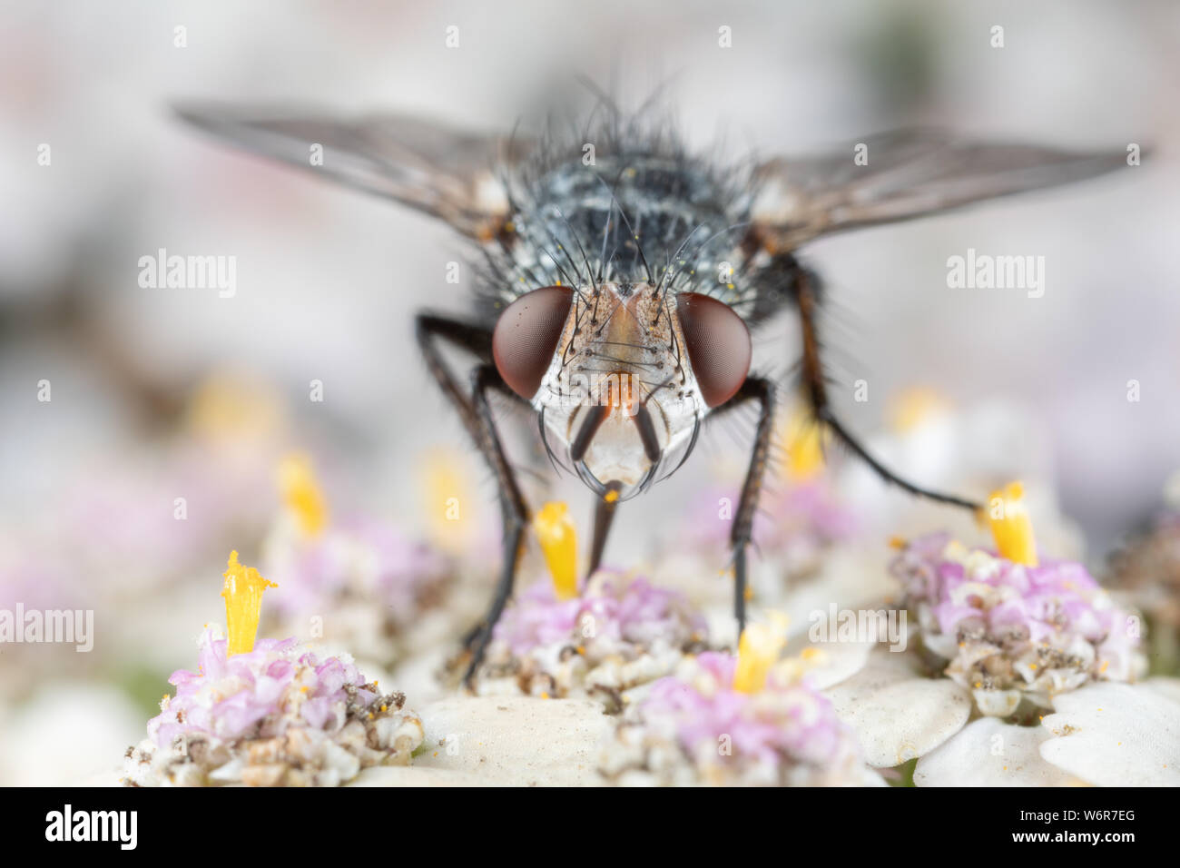 A beautiful fly with a pretty white face and nice eyes eating pollen ...