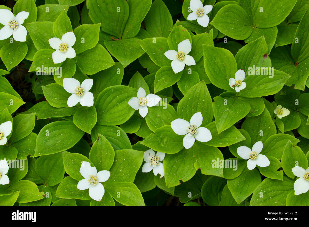 Canadas National Flower