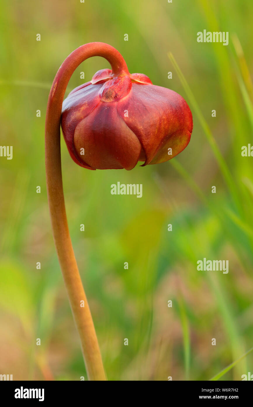 Purple pitcher plant (Sarracenia purpurea), Terra Nova National Park ...