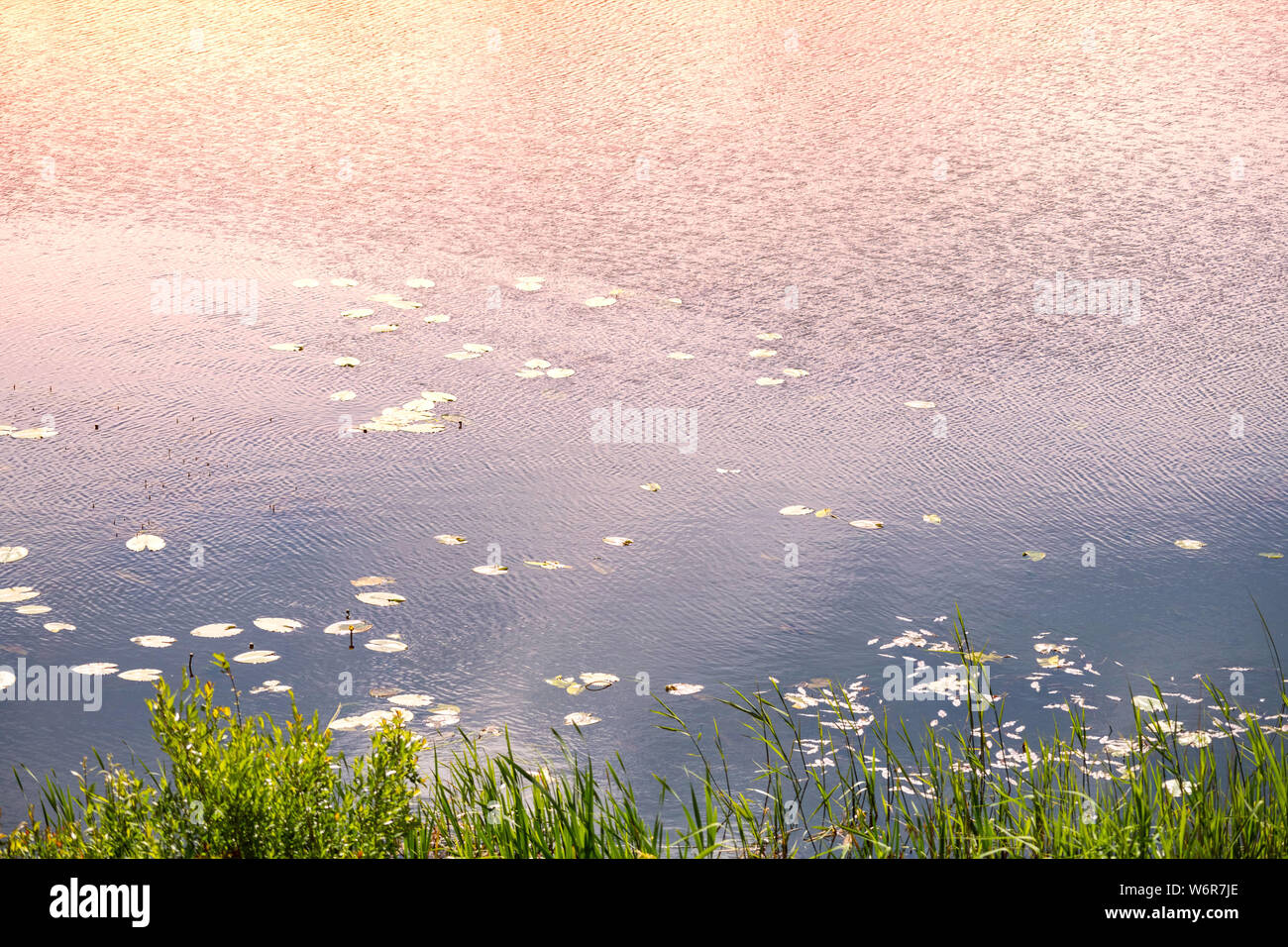 Water surface with sunshine. Polluted urban river. Drainage planned in ...