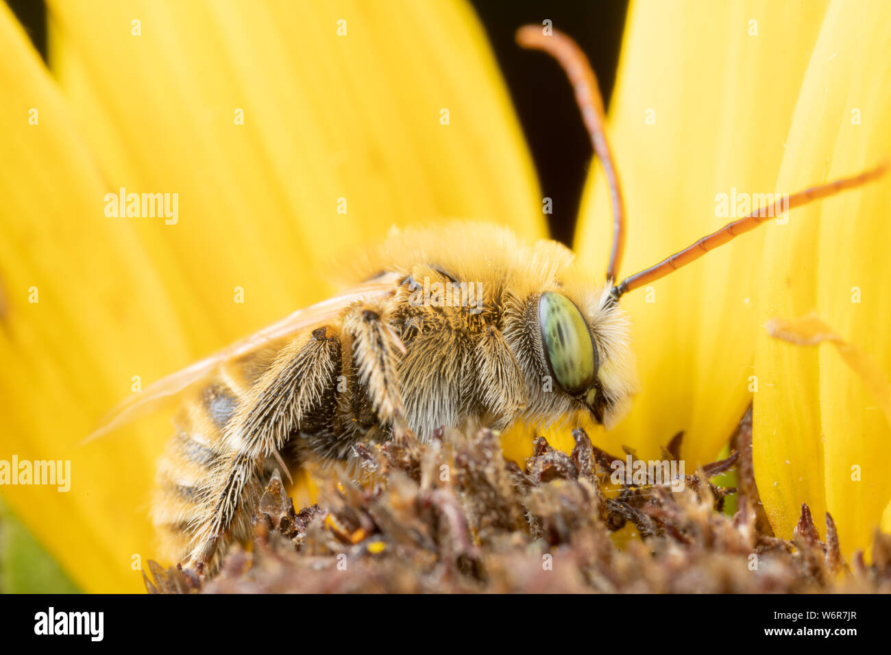 Longhorn bee hi-res stock photography and images - Alamy