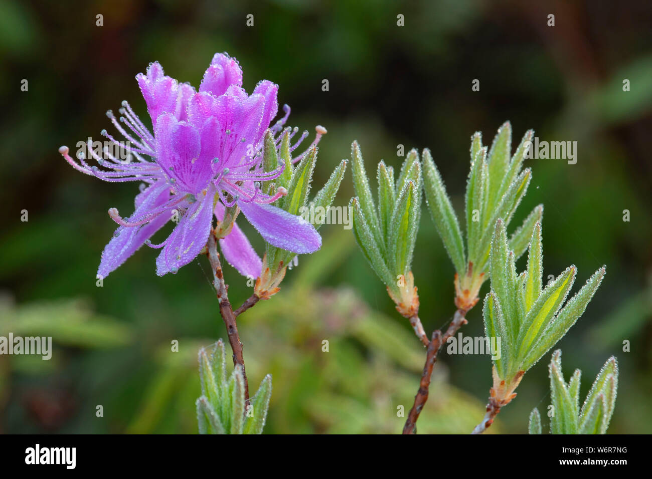 Rhodora (Rhododendron canadense) on Blue Hill, Terra Nova National Park ...