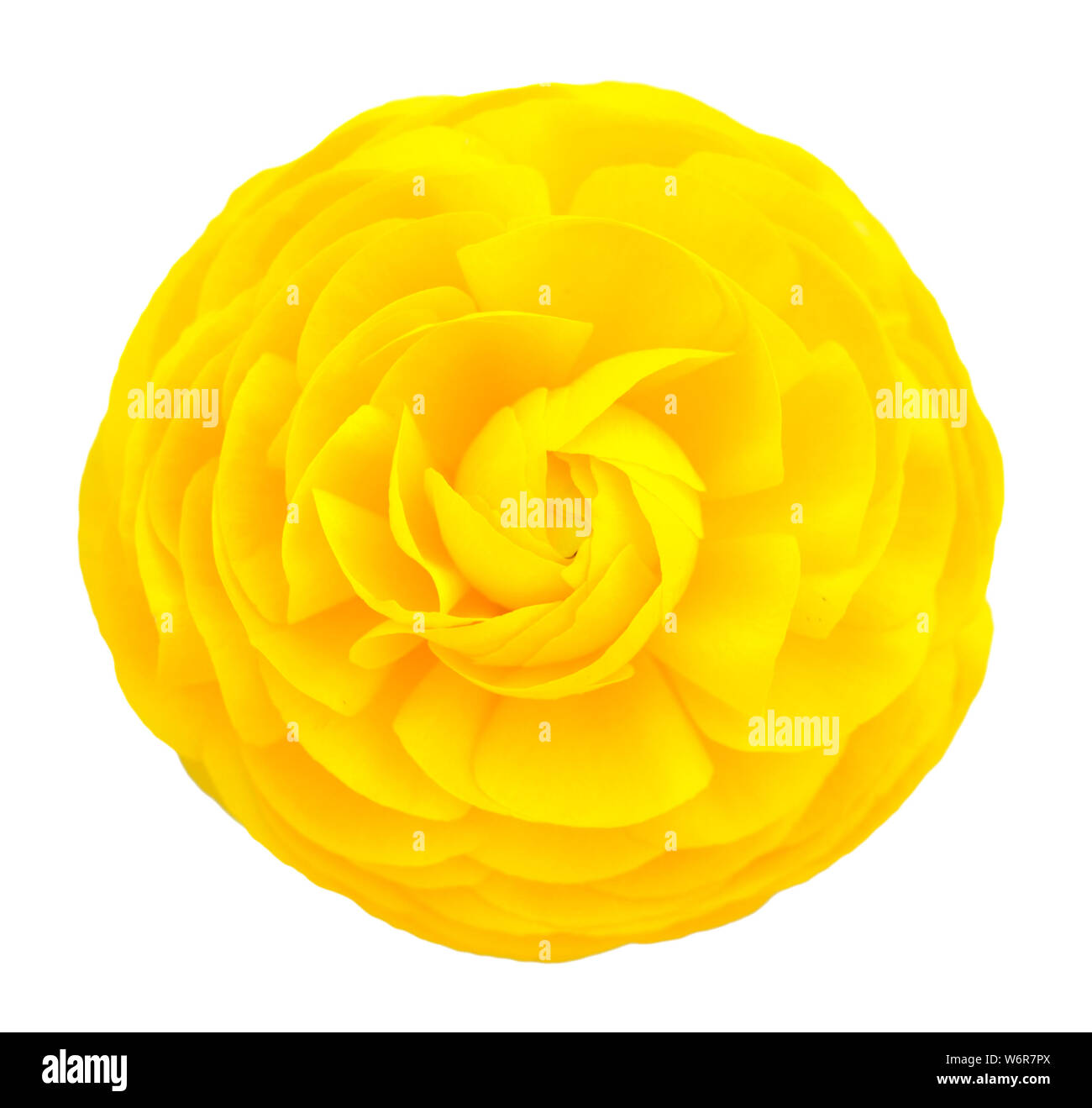 single yellow buttercup isolated on white background Stock Photo - Alamy