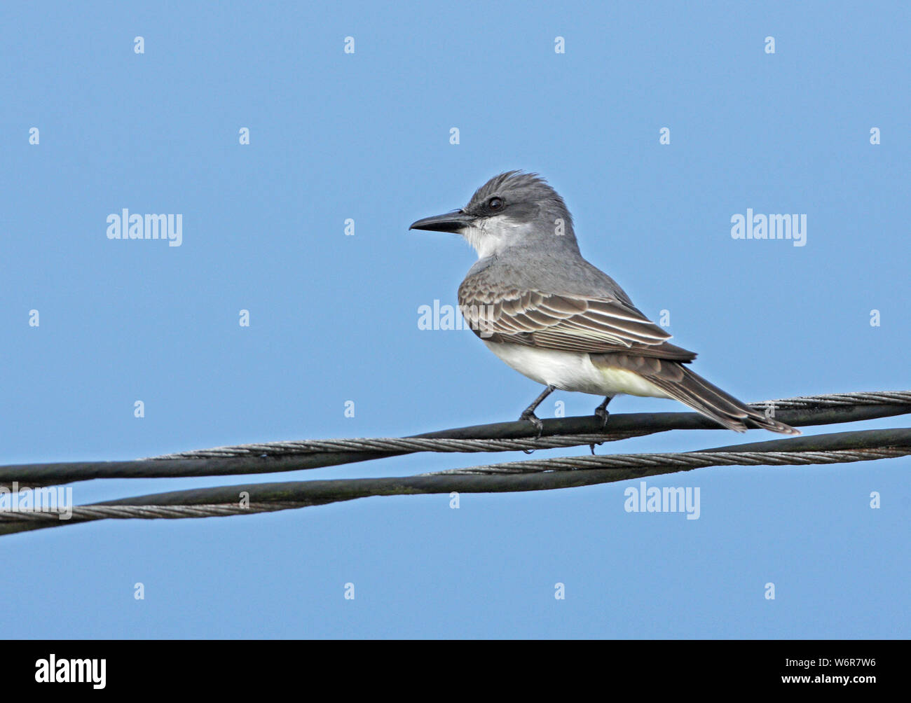 Gray kingbird hi-res stock photography and images - Alamy
