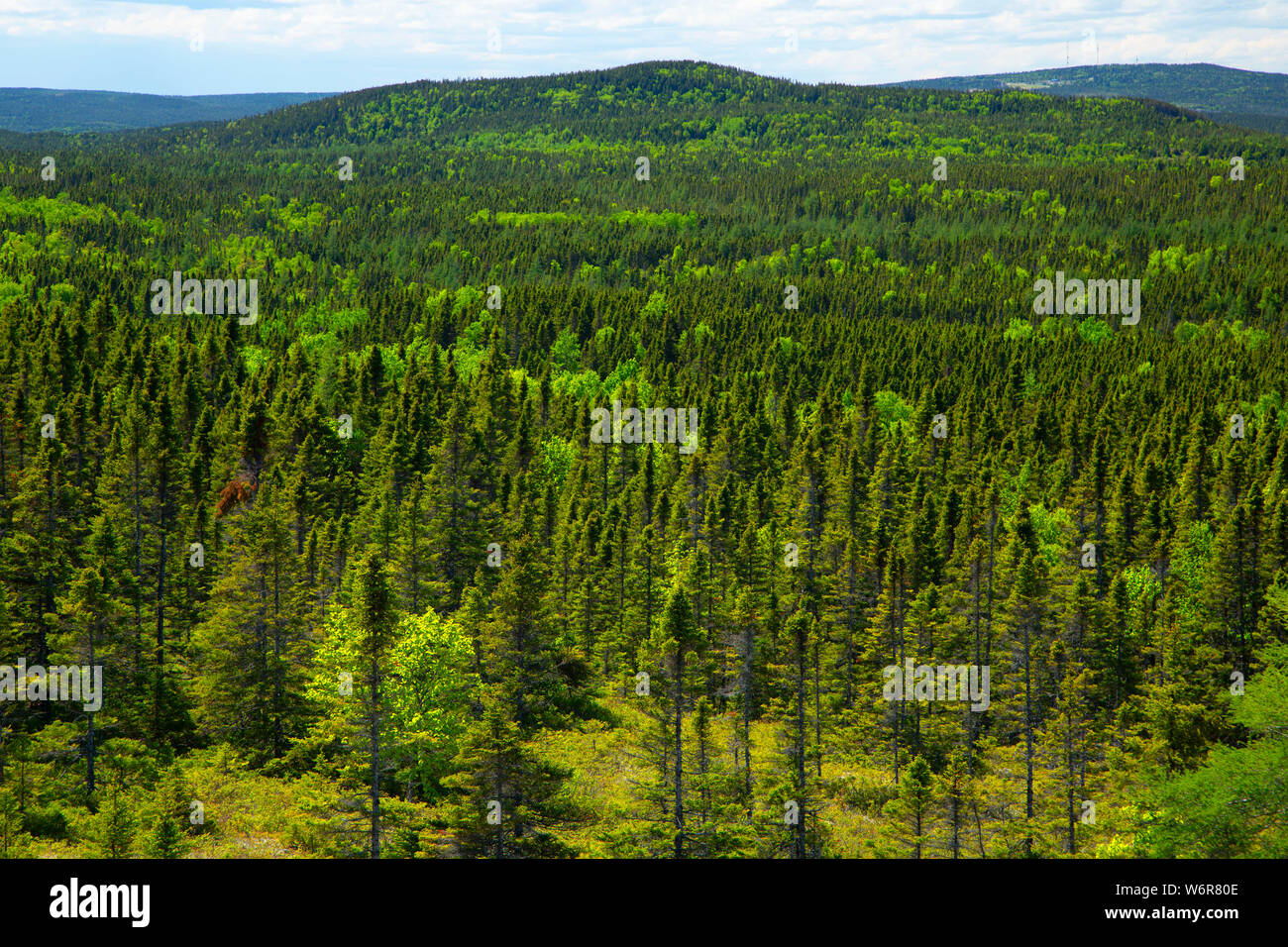 Forest view from Mill Cove Lookout Trail, Terra Nova National Park ...
