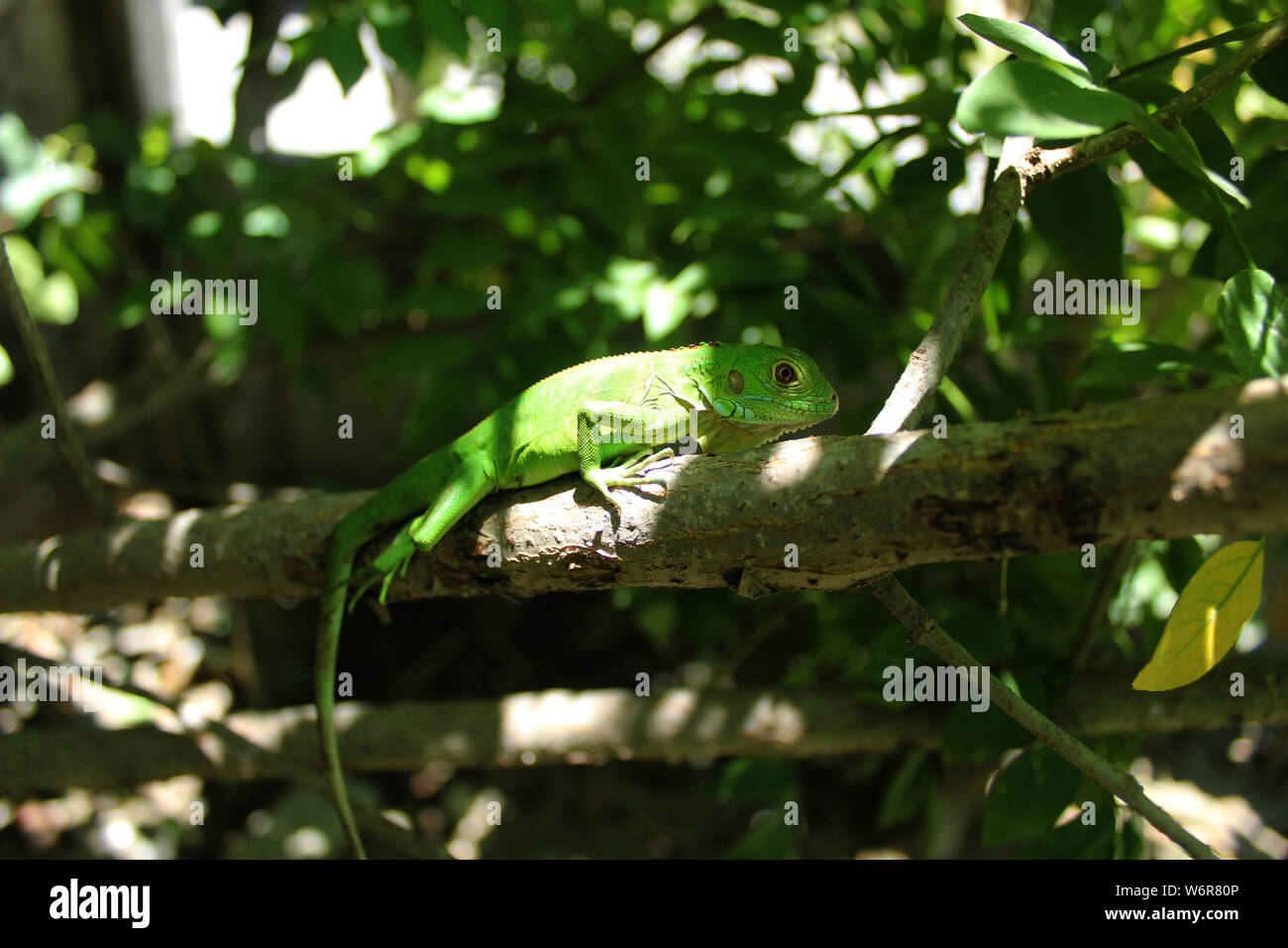 Cute jungle animals hi-res stock photography and images - Alamy