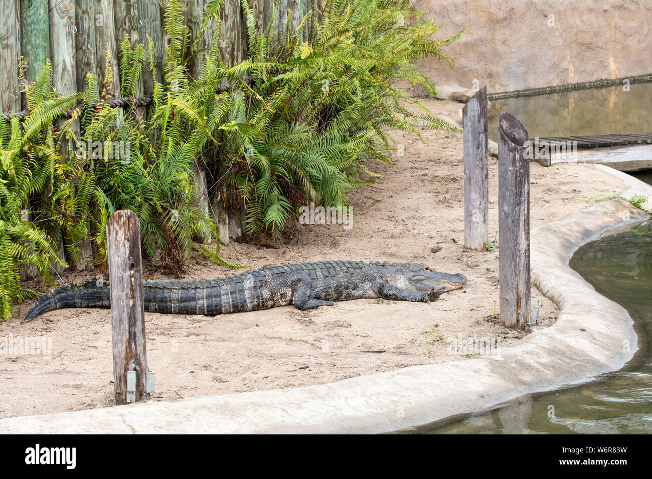 Alligator Sunbathing in Sand Stock Photo - Alamy