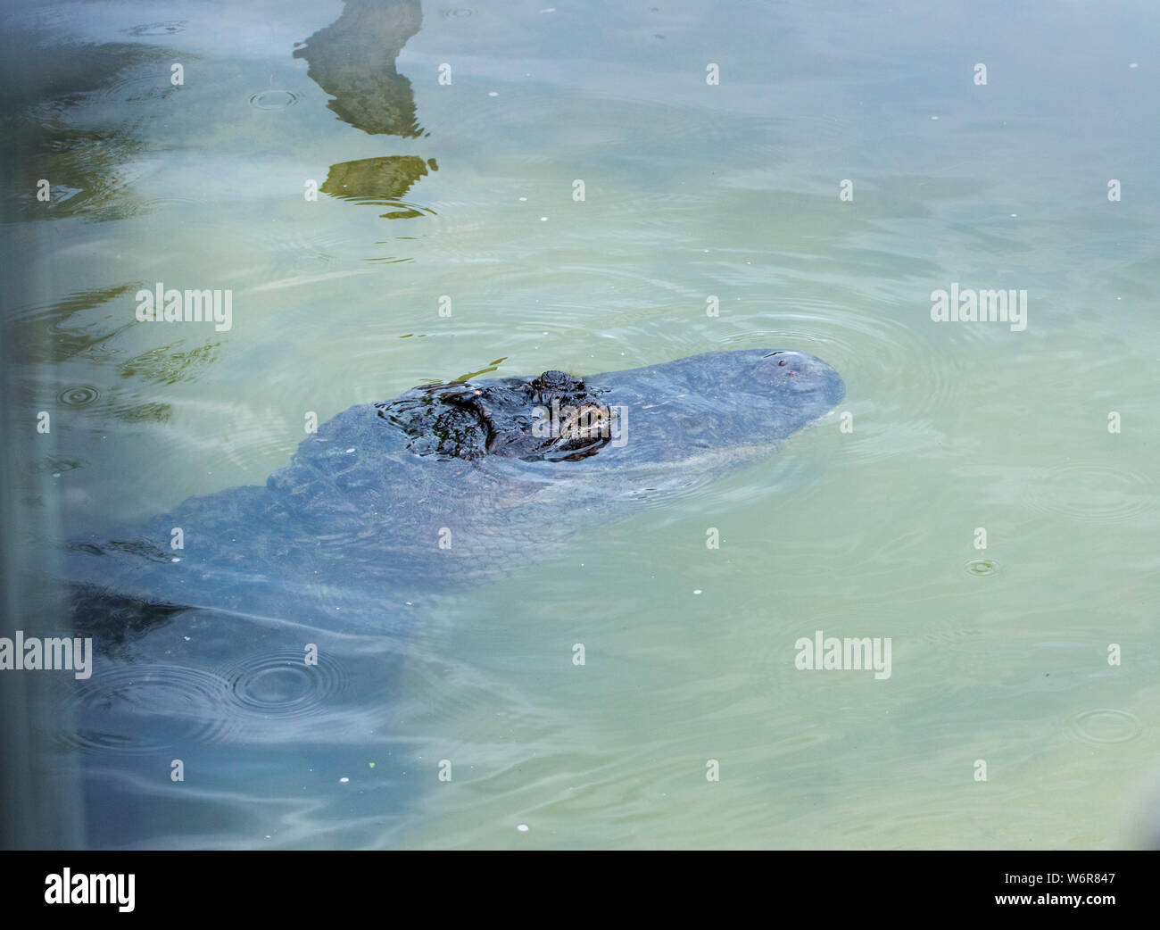 Submerging Alligator in Green Water Stock Photo - Alamy