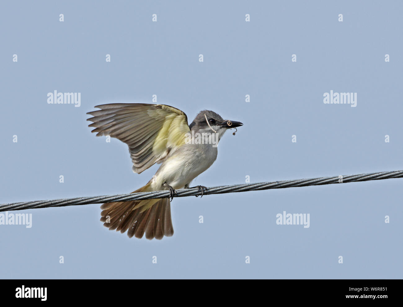 Grey Kingbird (Tyrannus dominicensis dominicensis) adult landing on ...