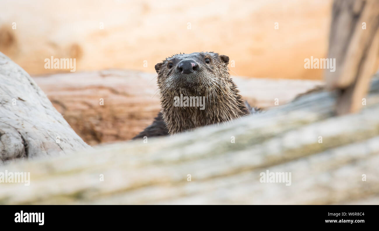 River otter in the wild Stock Photo - Alamy