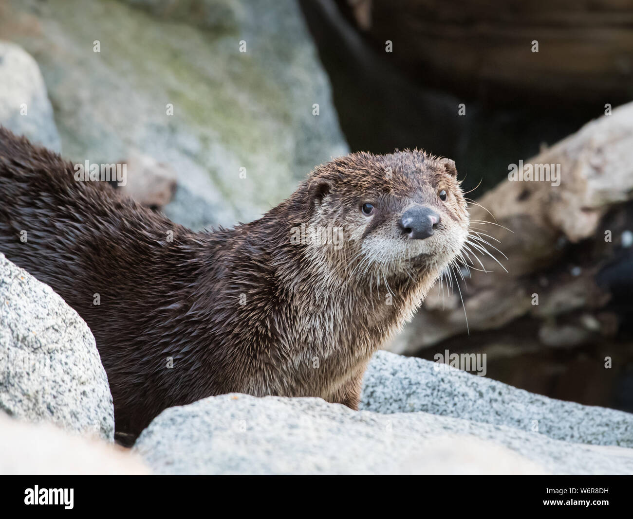 River otter in the wild Stock Photo - Alamy