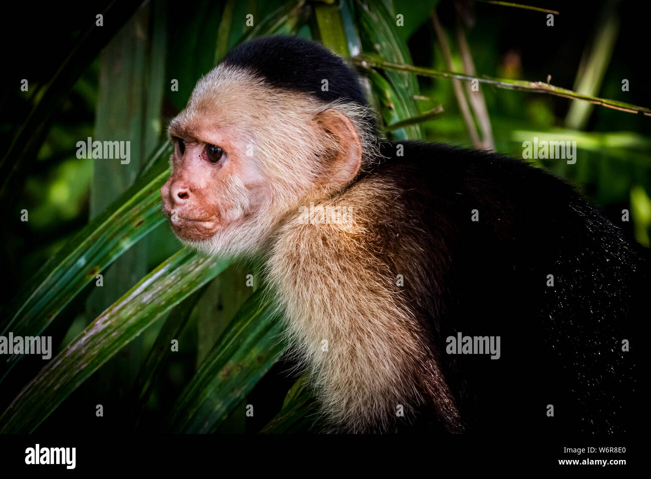 Panamanian white-faced capuchin (Cebus imitator) images Stock Photo - Alamy