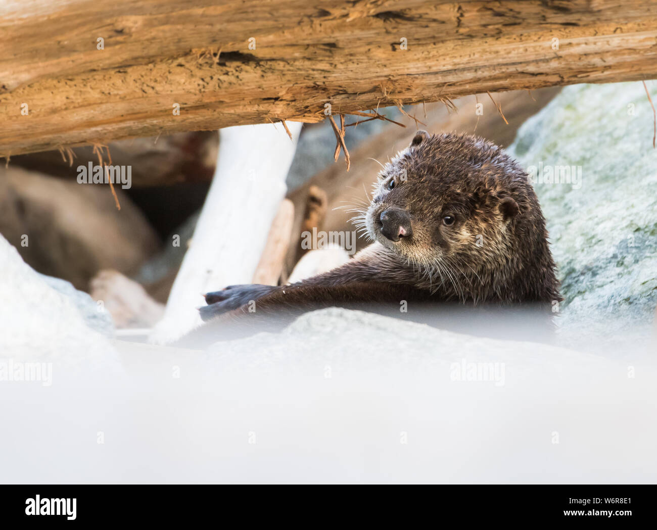 River otter in the wild Stock Photo - Alamy