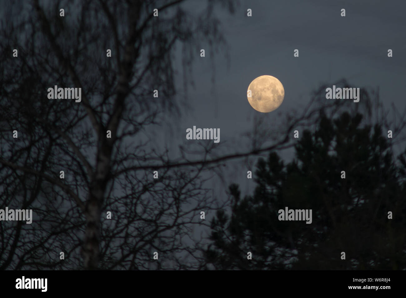 Moonlight through trees hi-res stock photography and images - Alamy