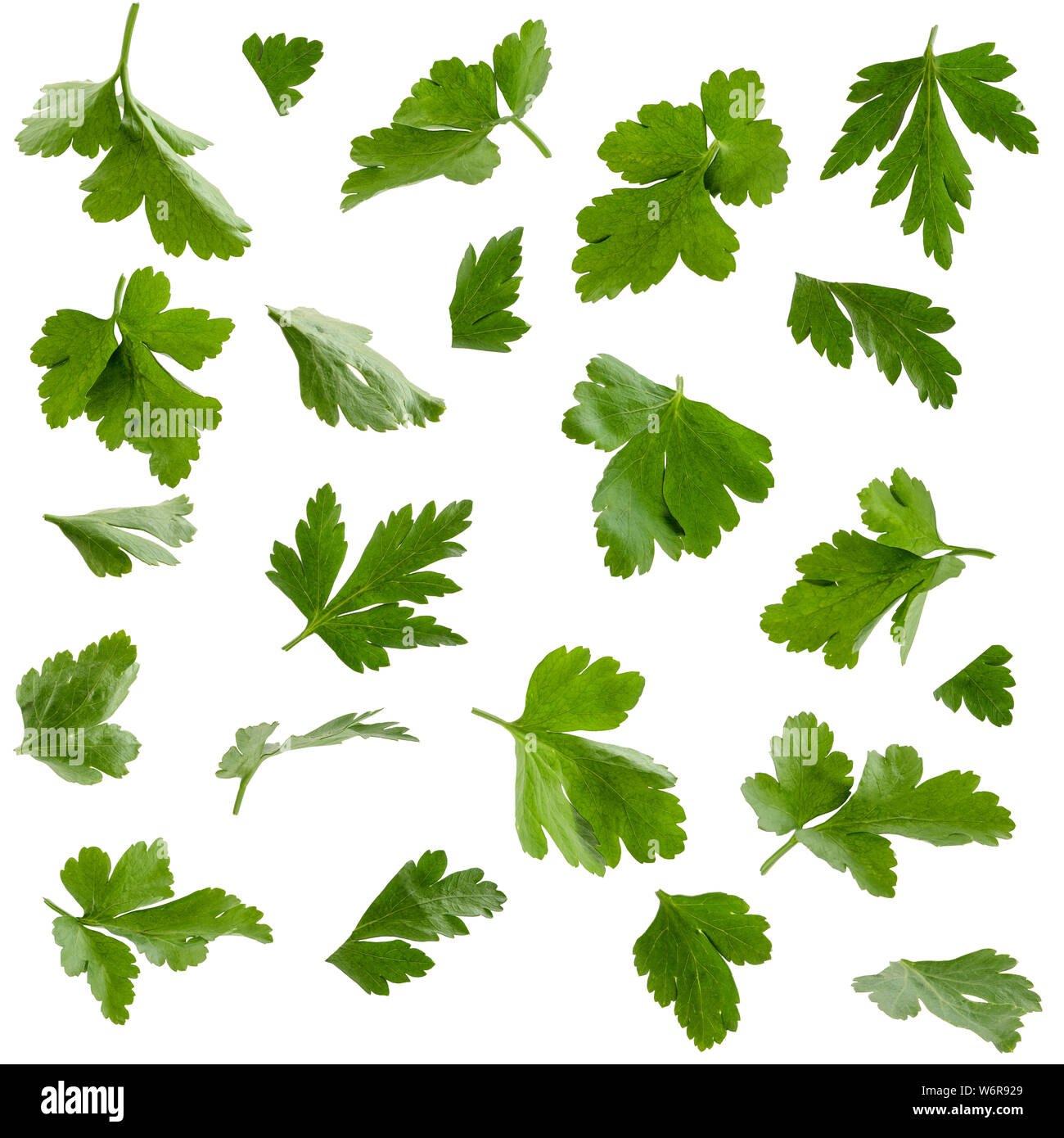 Set of parsley leaves Stock Photo - Alamy