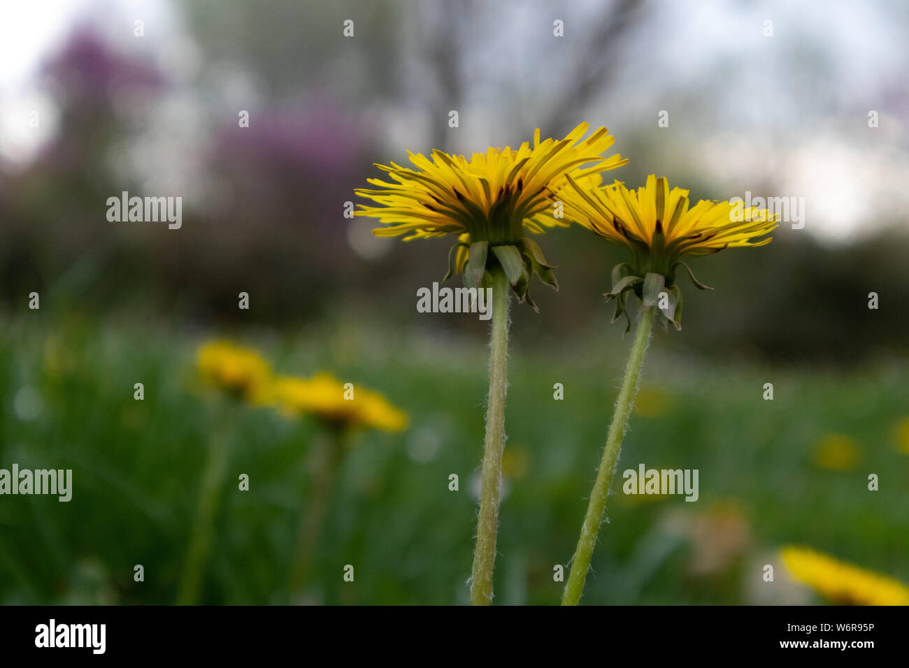 Dantelion Flower, italia Stock Photo - Alamy