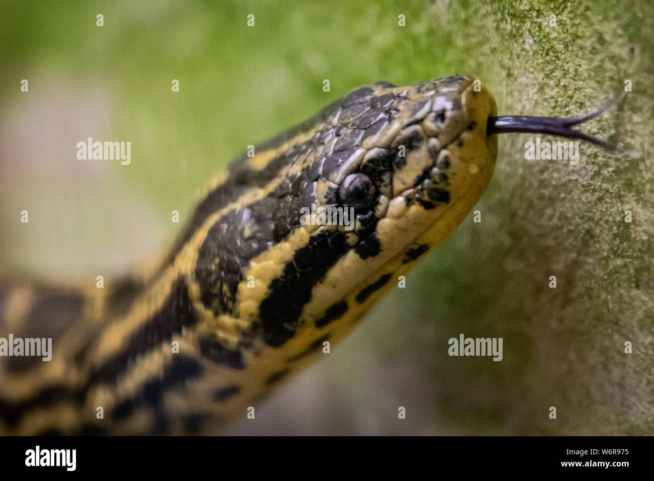 Black and yellow snake head with forked tongue, reptile portrait Stock ...