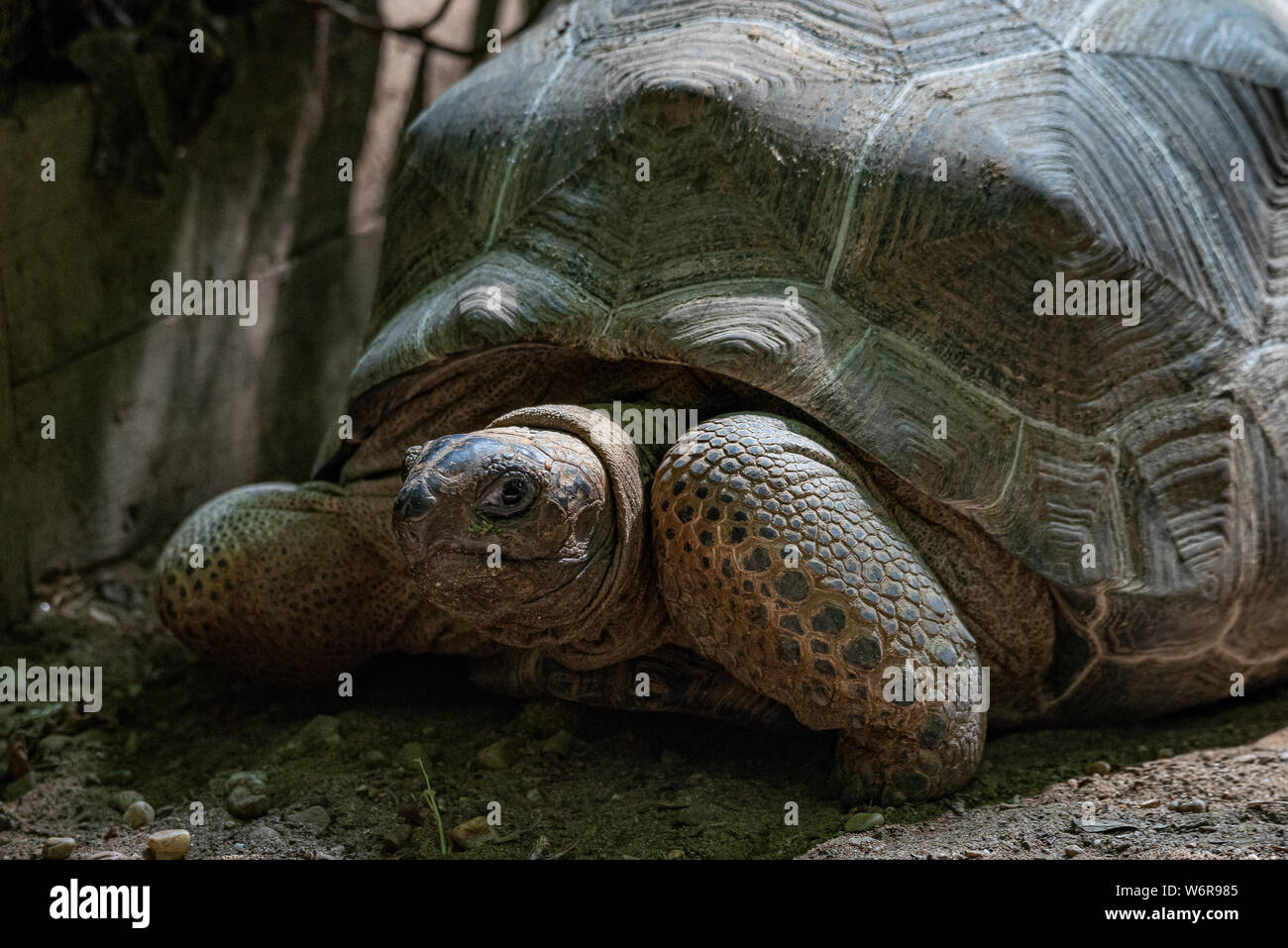 Large terrestrial turtle, the Aldabra giant tortoise, Aldabrachelys ...
