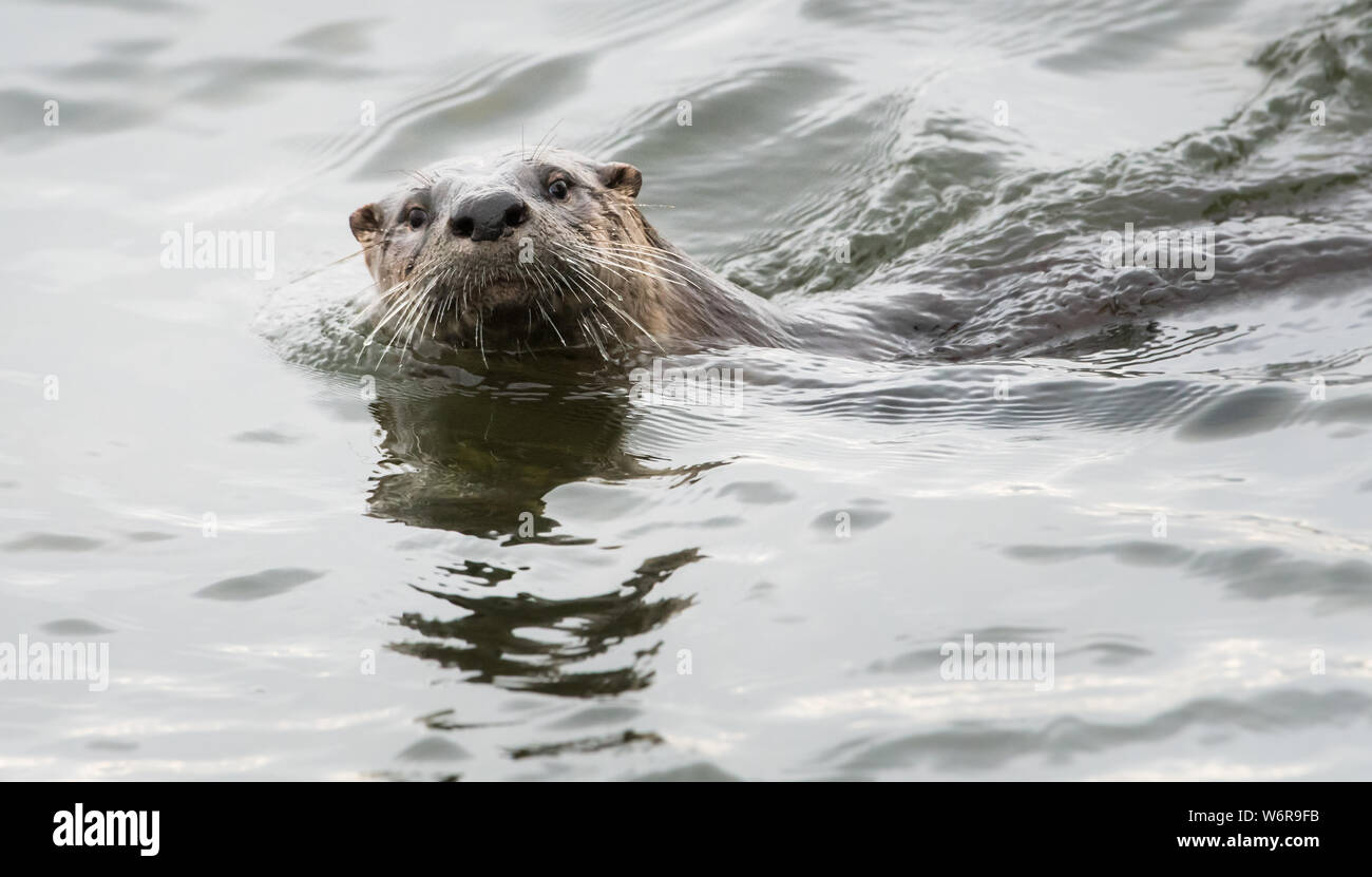 River otter in the wild Stock Photo - Alamy