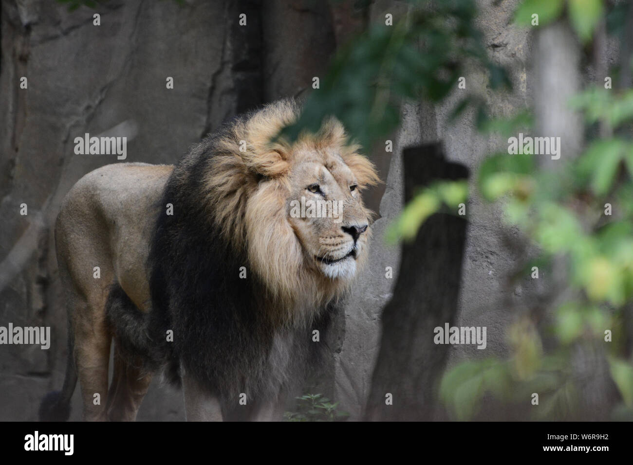 Lion london zoo hi-res stock photography and images - Alamy