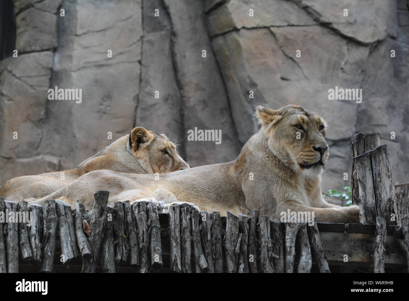 London zoo lion hi-res stock photography and images - Alamy