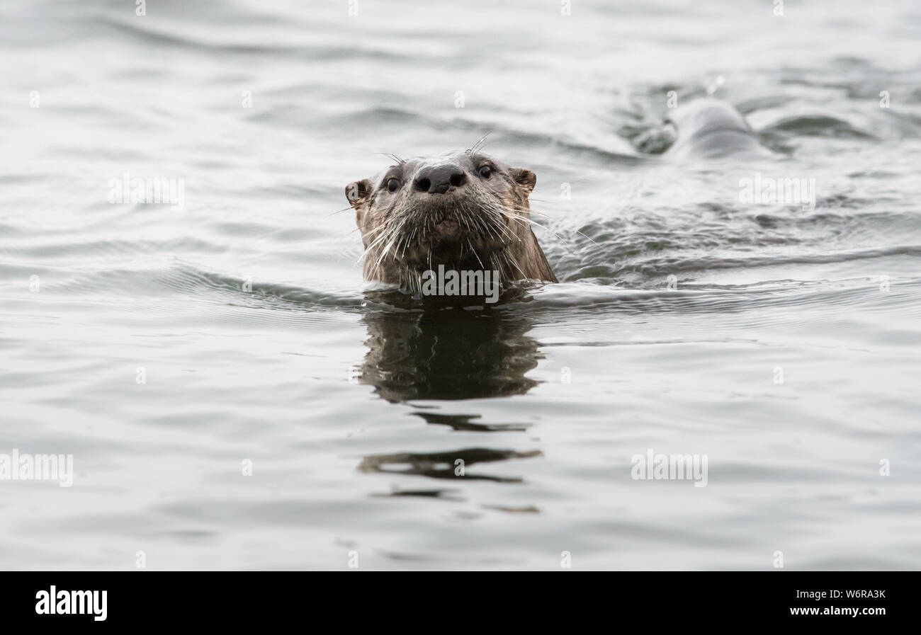 River otters in the wild Stock Photo - Alamy