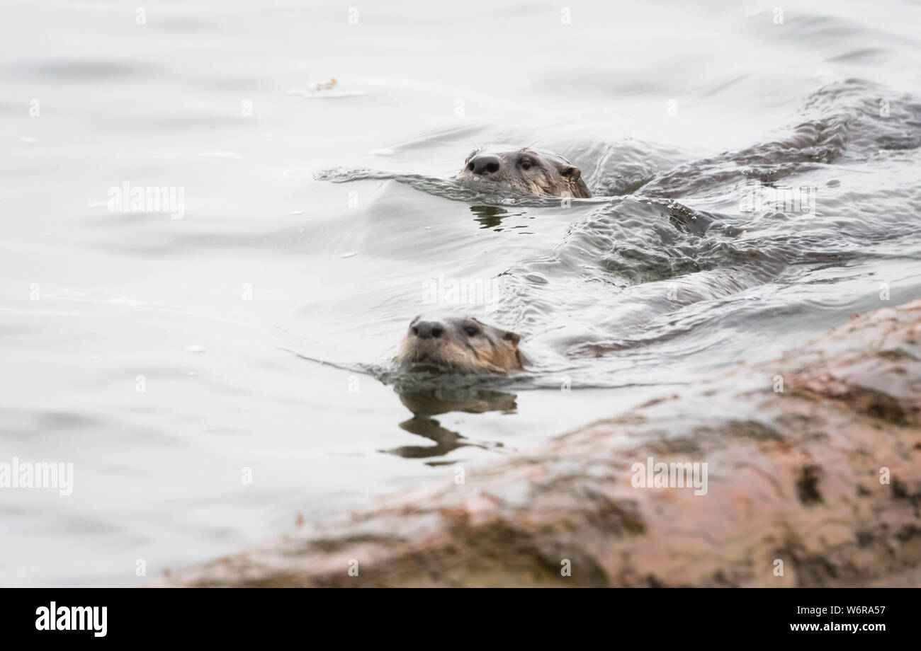 River otter mating pair in the wild Stock Photo - Alamy