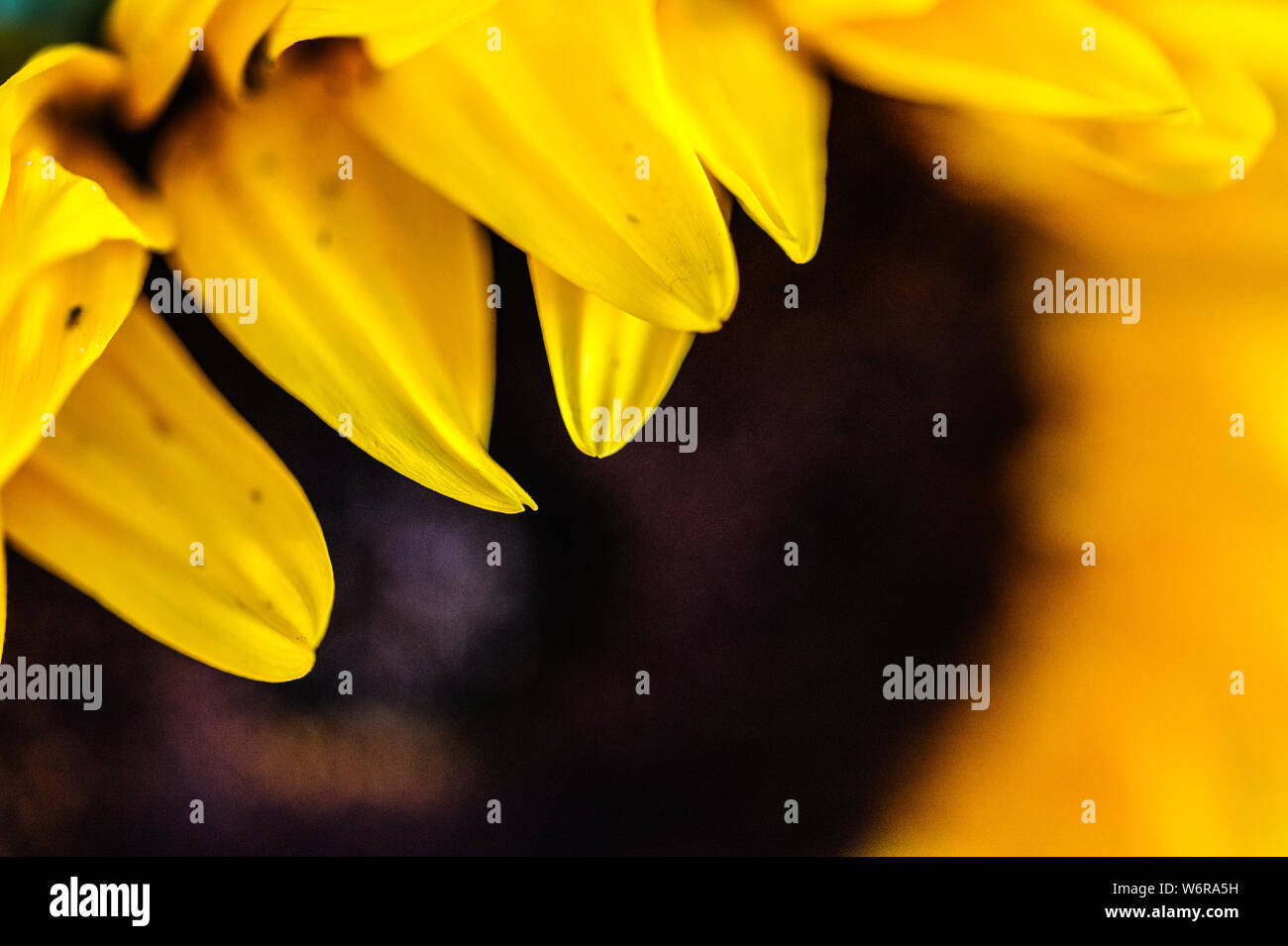 Closing flower hi-res stock photography and images - Alamy