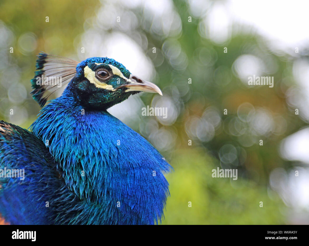 Peacock head in profile hi-res stock photography and images - Alamy