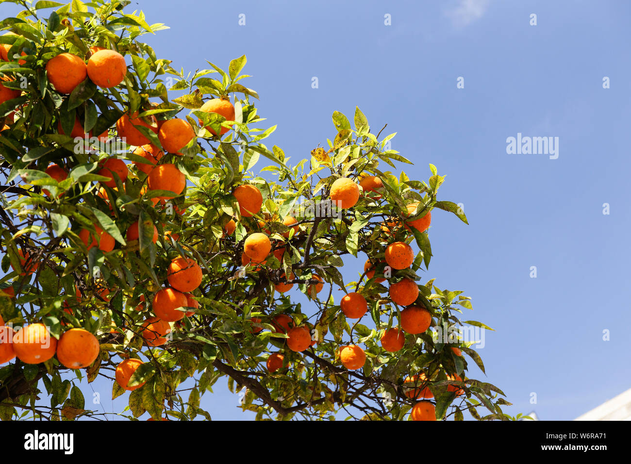 Tangerine fruits on tree in Casablanca, Morocco Stock Photo - Alamy