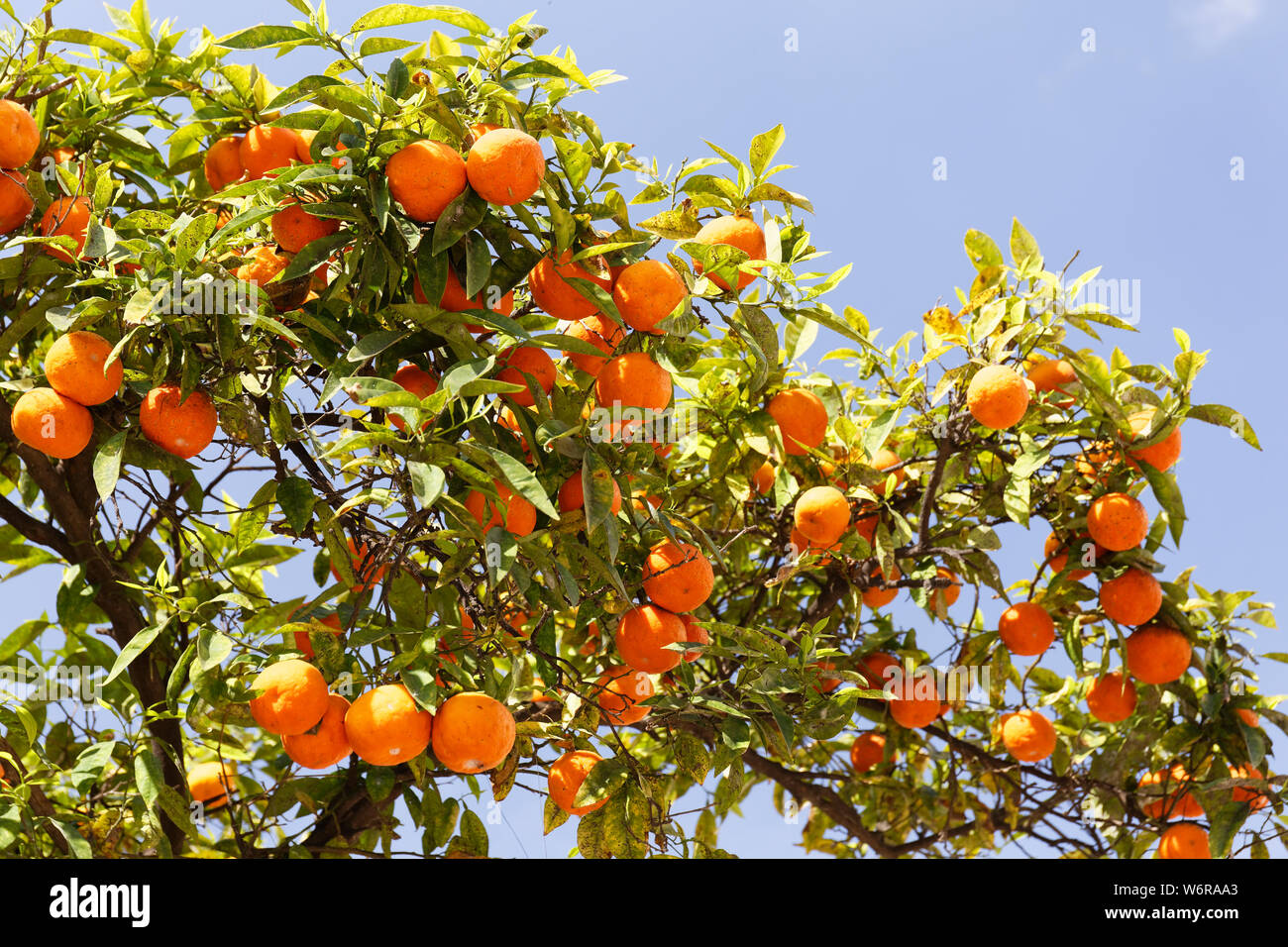 Agriculture Fruit Morocco High Resolution Stock Photography and Images ...