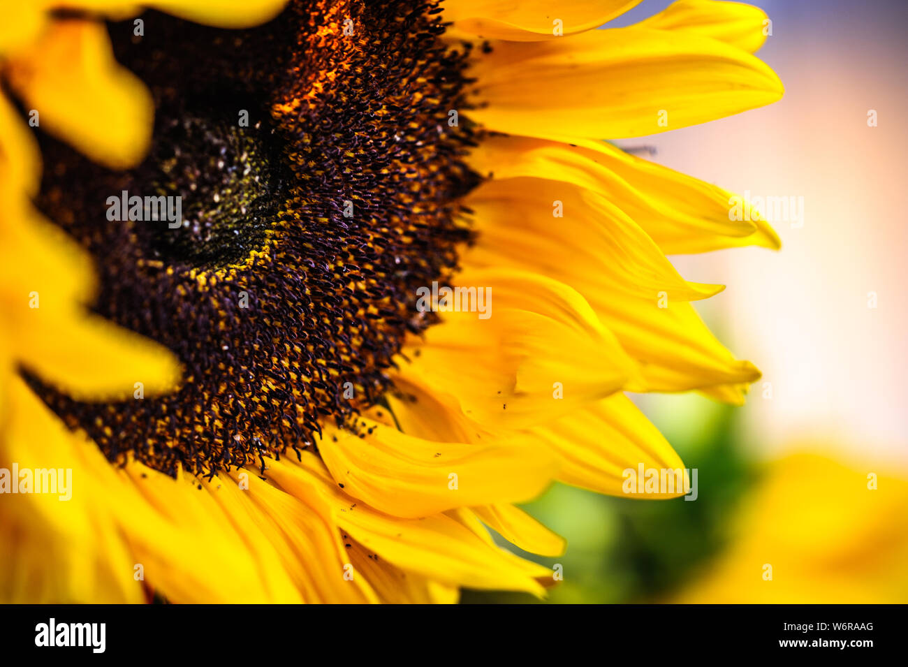 Closing flower hi-res stock photography and images - Alamy
