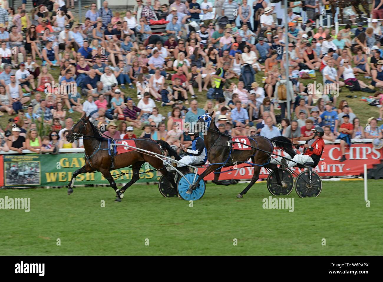 Jockeys and horses compete in trotting harness races at the Royal Welsh ...