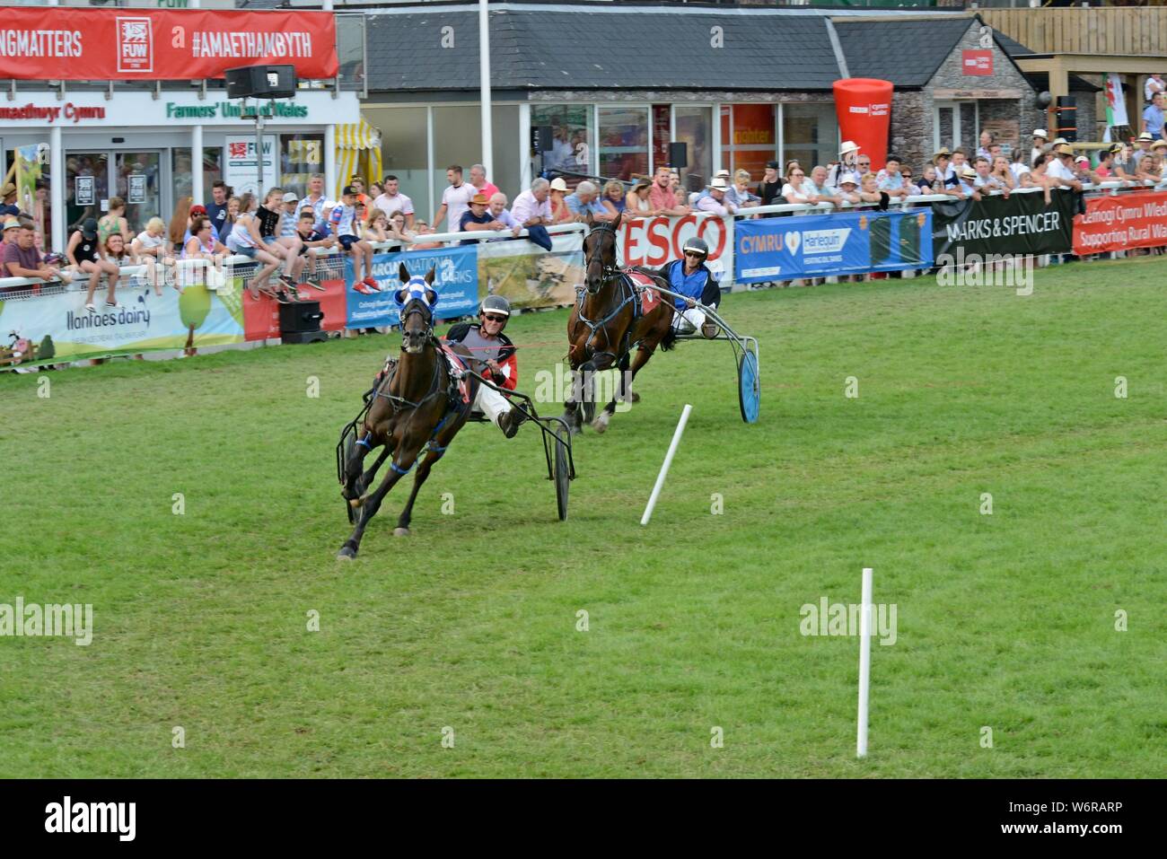 Jockeys and horses compete in trotting harness races at the Royal Welsh ...