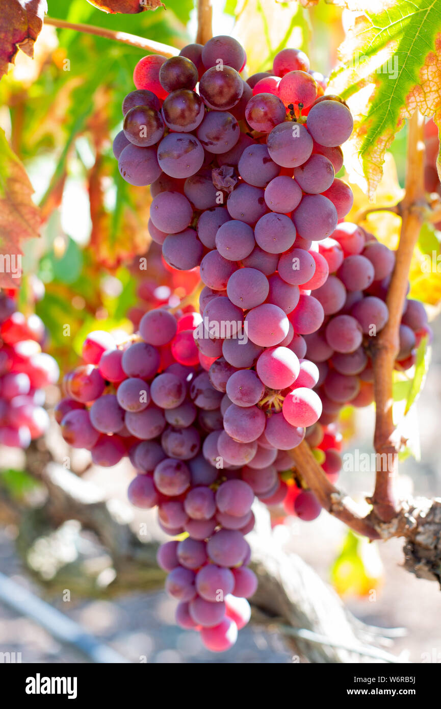 bunch of grapes xarel lo vermelo Stock Photo - Alamy