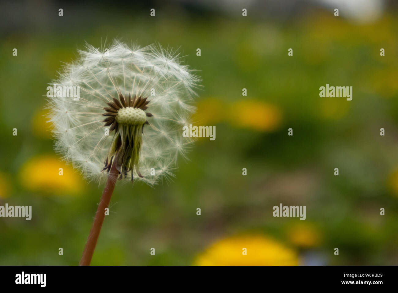 Silueta de leon hi-res stock photography and images - Alamy
