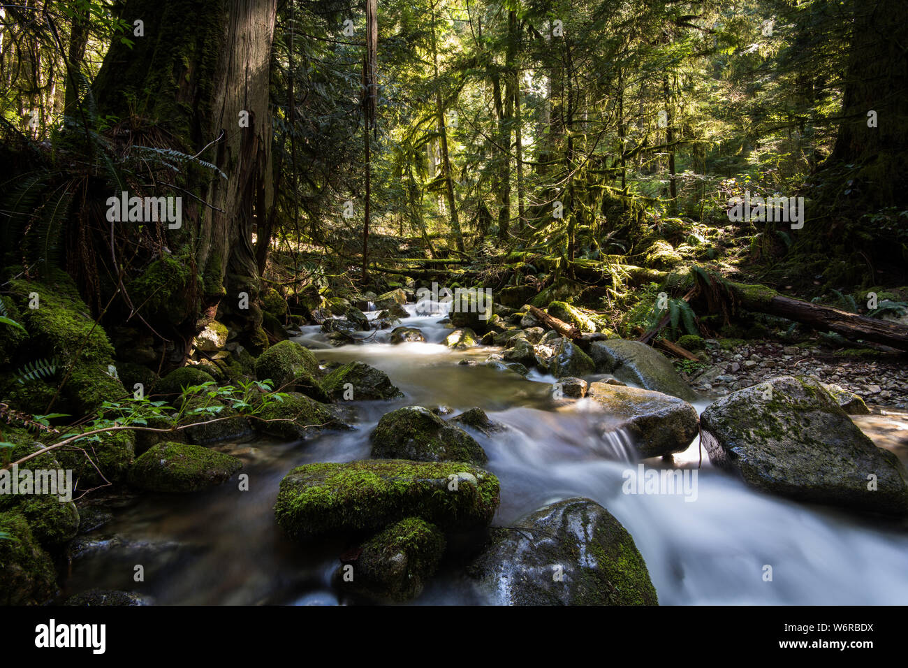Temperate rainforest of British Columbia Stock Photo - Alamy