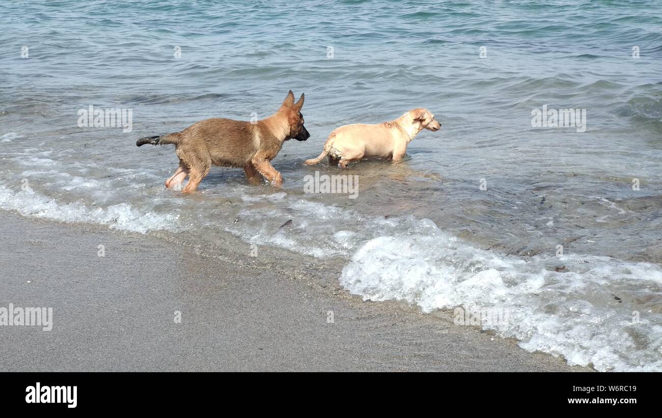 Sea puppies hi-res stock photography and images - Alamy